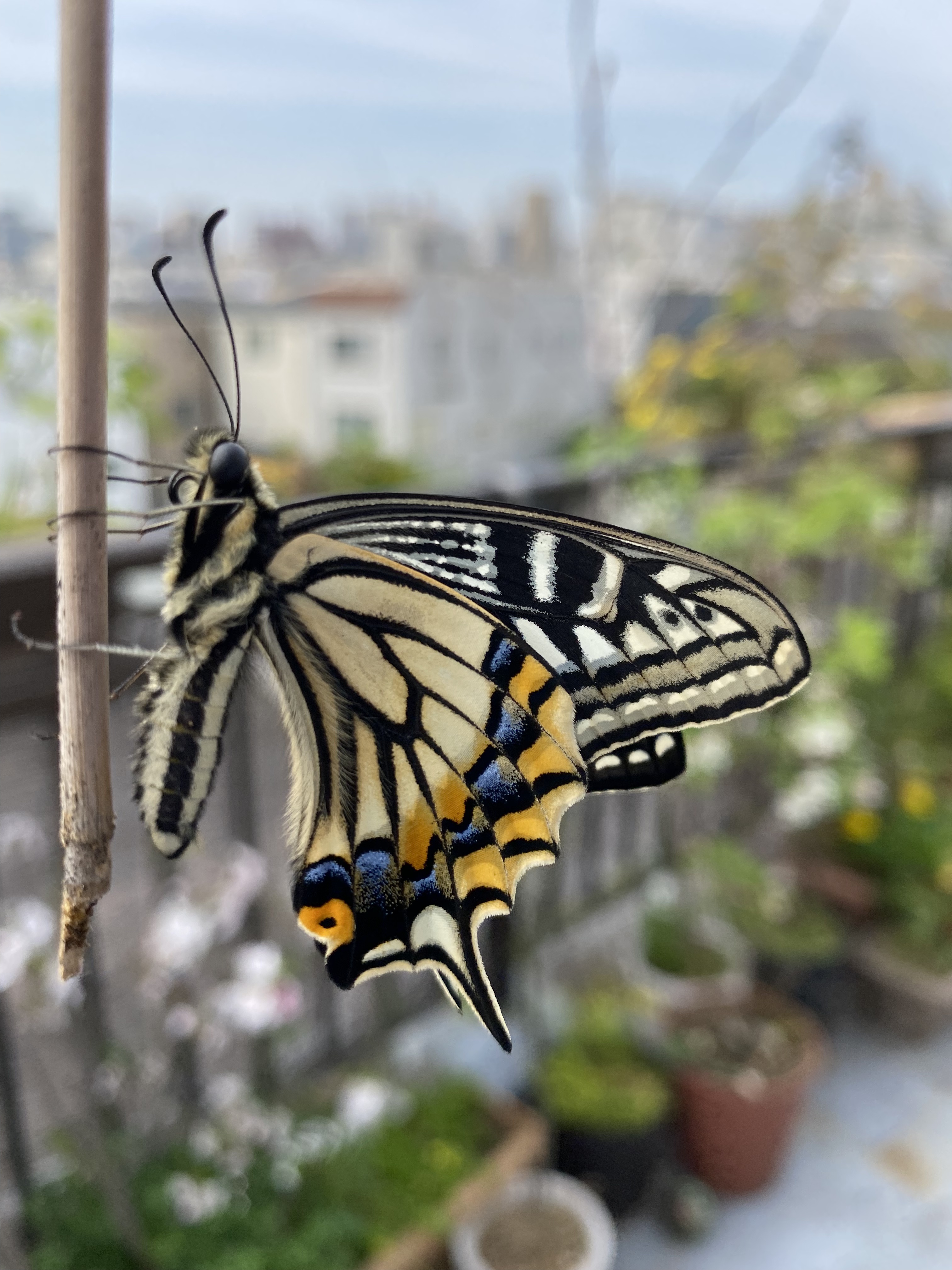 May wildlife in Tokyo – Tokyo stages and live arts, theatre and ...